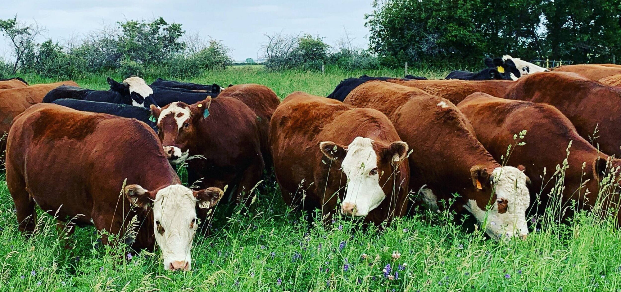 Gemstone Grass Fed Beef – Naturally Raised for Exceptional Taste